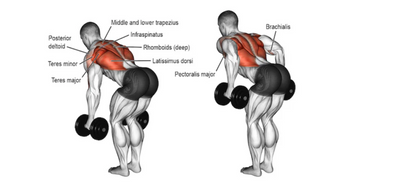 Rhomboid Exercises help Scapula function & Back Posture - Training Station